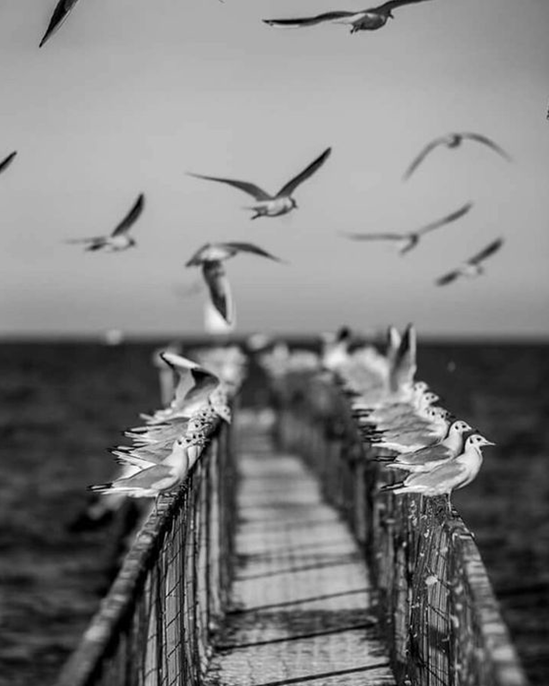 Marea Solar de Tom Maver – El Psicoanalítico